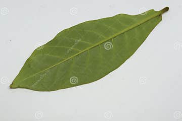 Almond Plants Leaf Back Side View. Stock Photo - Image of countryside ...