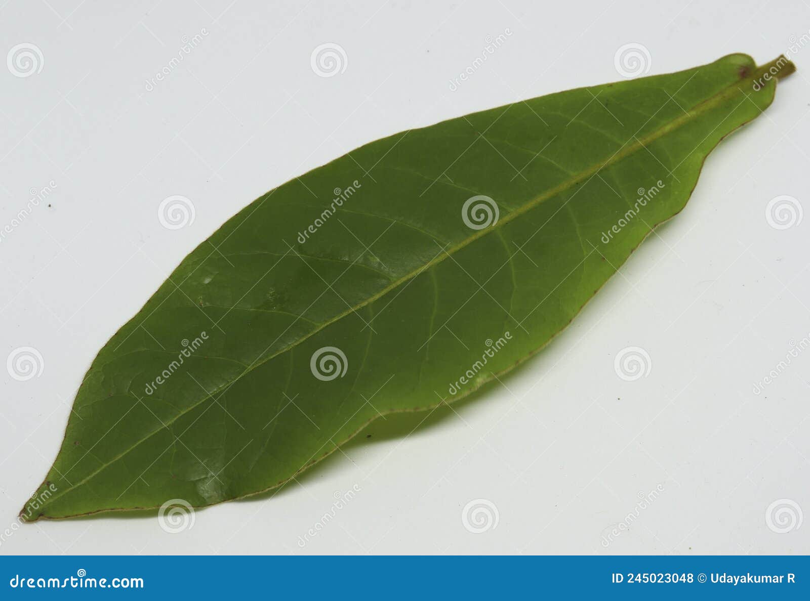 Almond Plants Leaf Front Side View. with Blur Backgrounds Stock Photo ...