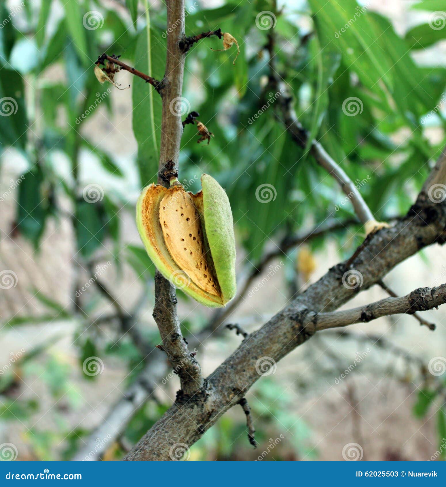 Almond seed stock image. Image of seed, tree, autumn - 62025503
