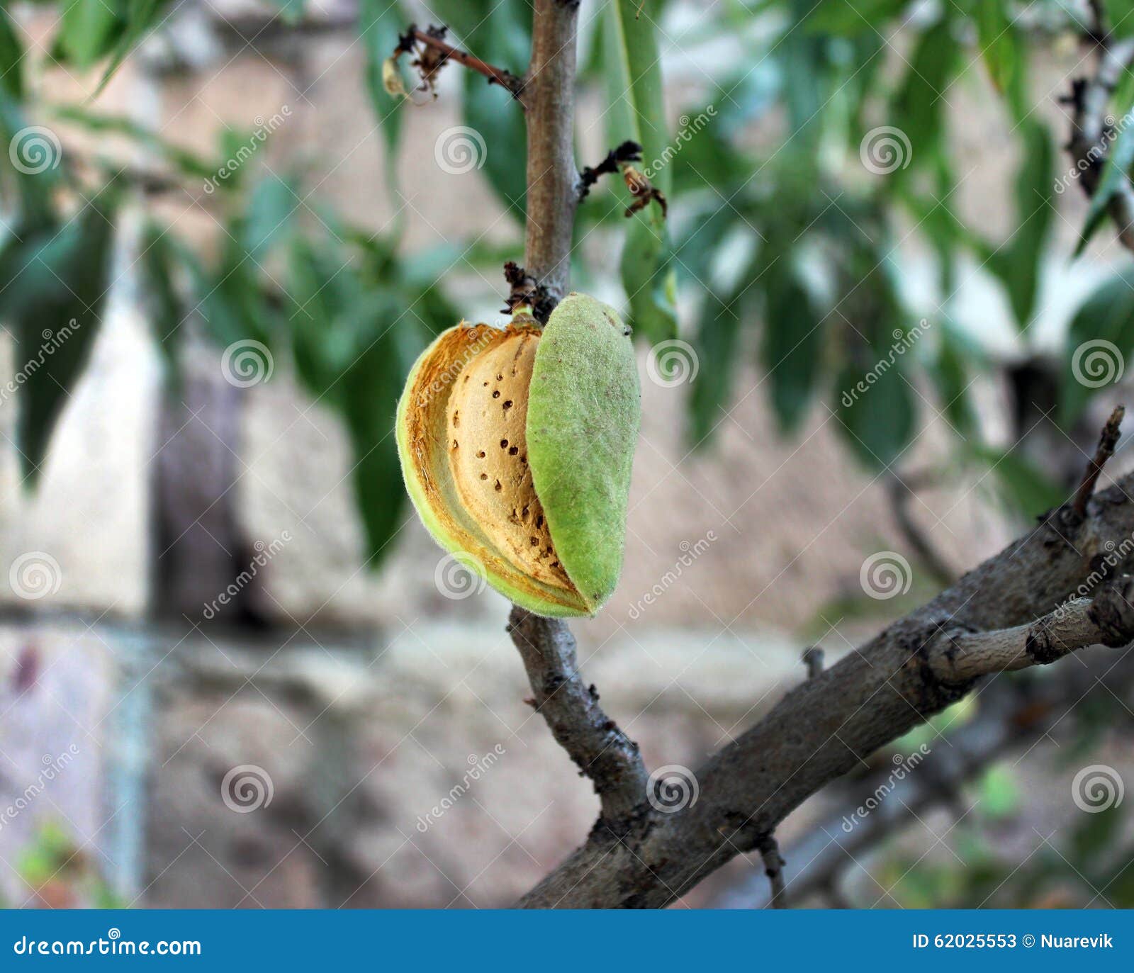 Almond seed stock image. Image of nature, seed, almond - 62025553