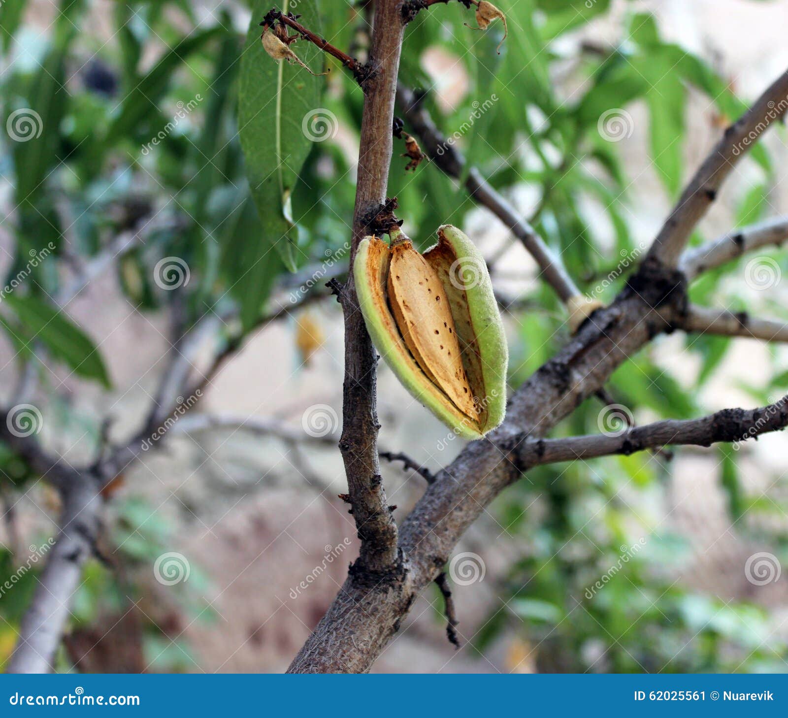 Almond seed stock image. Image of leaf, season, food - 62025561