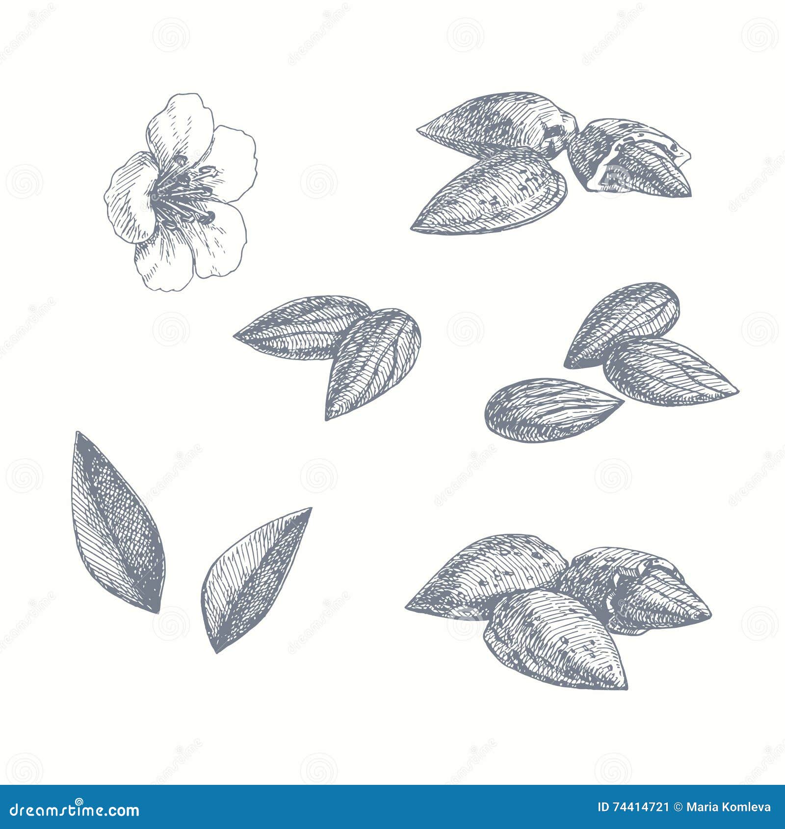 Almond. Set of Graphic Elements for Design Stock Vector - Illustration ...