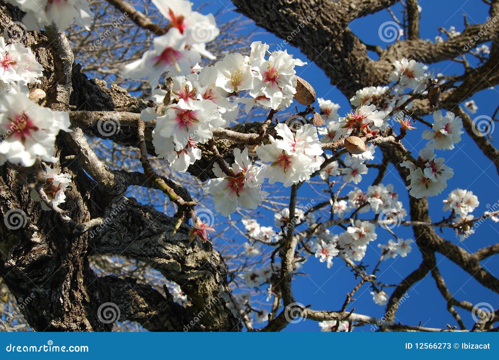 Almond tree stock image. Image of flower, fields, fruits - 12566273