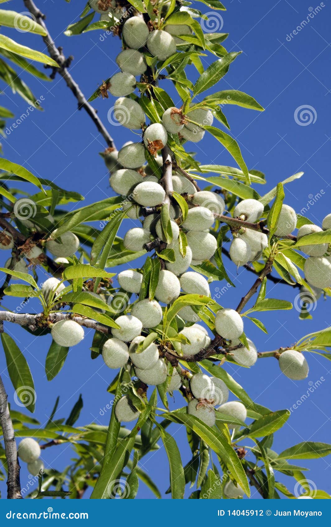Almond tree stock photo. Image of leaf, landscape, fruits - 14045912