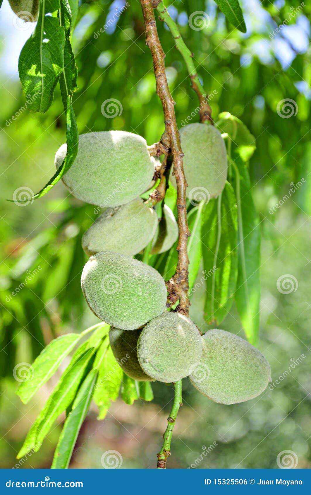 Almond Tree Branches On Ribbed Parchment Royalty-Free Stock Photography ...