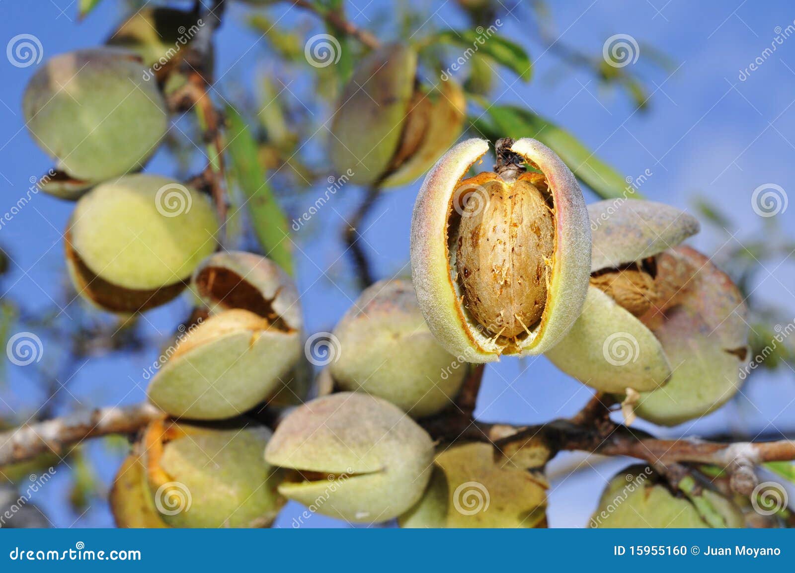 Almond tree stock photo. Image of landscape, leaves, autumn - 15955160