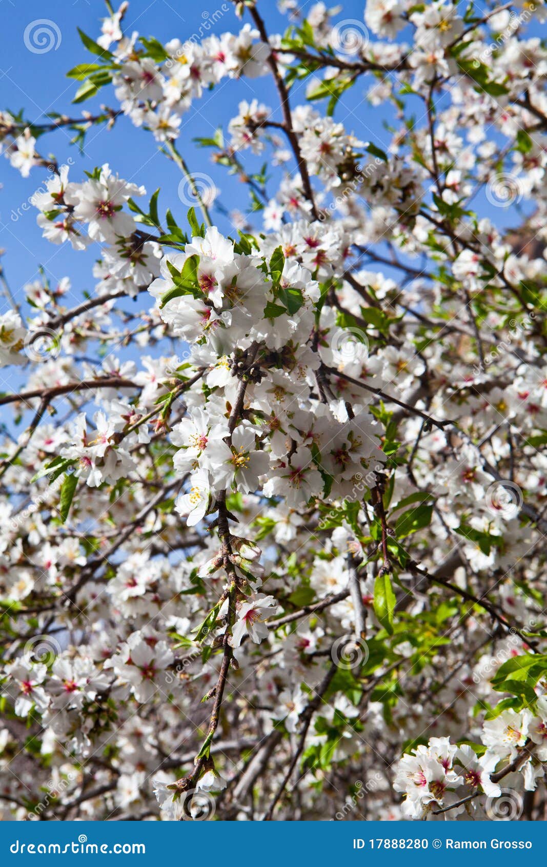 Almond Tree stock photo. Image of almond, blue, organic - 17888280