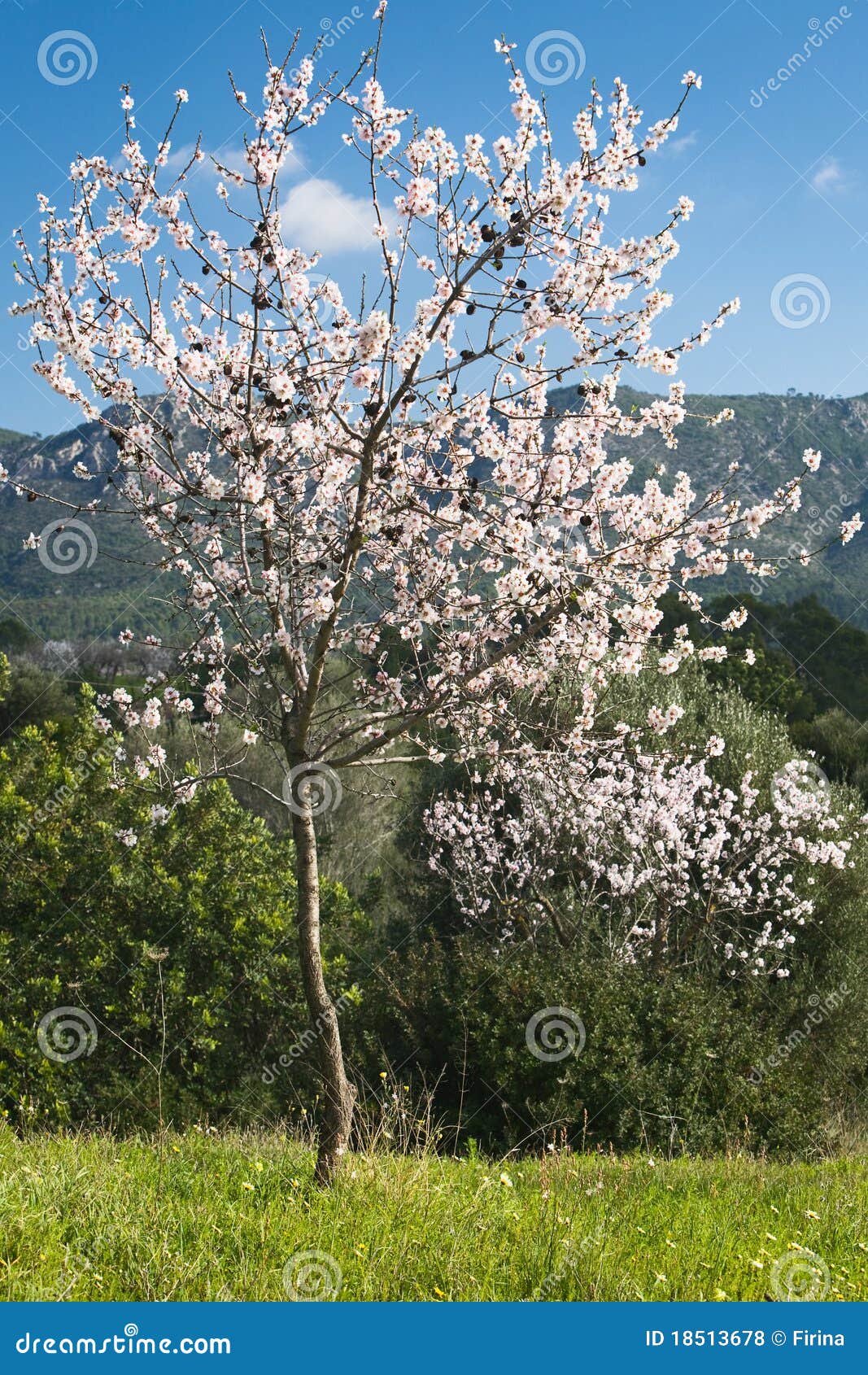 Almond Tree stock photo. Image of mediterranean, range - 18513678