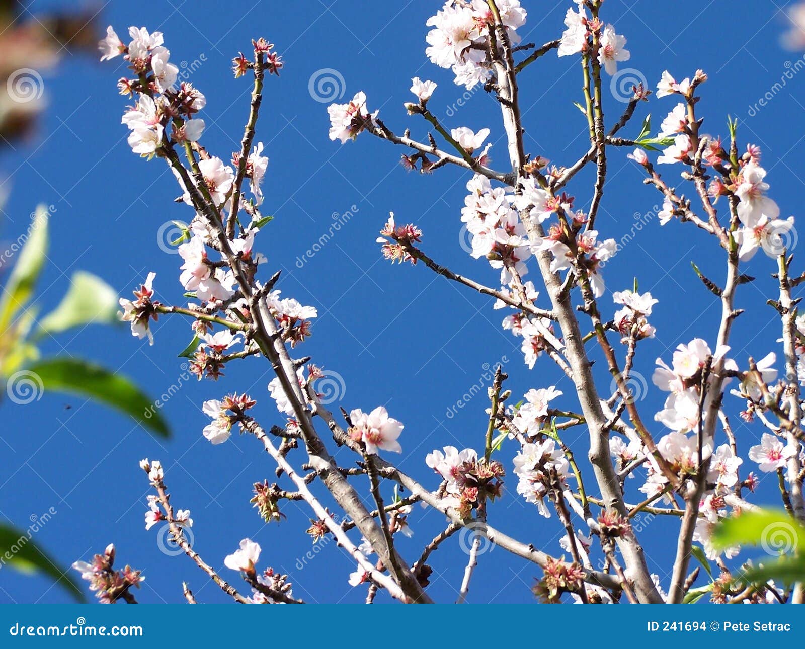 Almond Tree 3 stock photo. Image of backdrop, tree, nuts - 241694