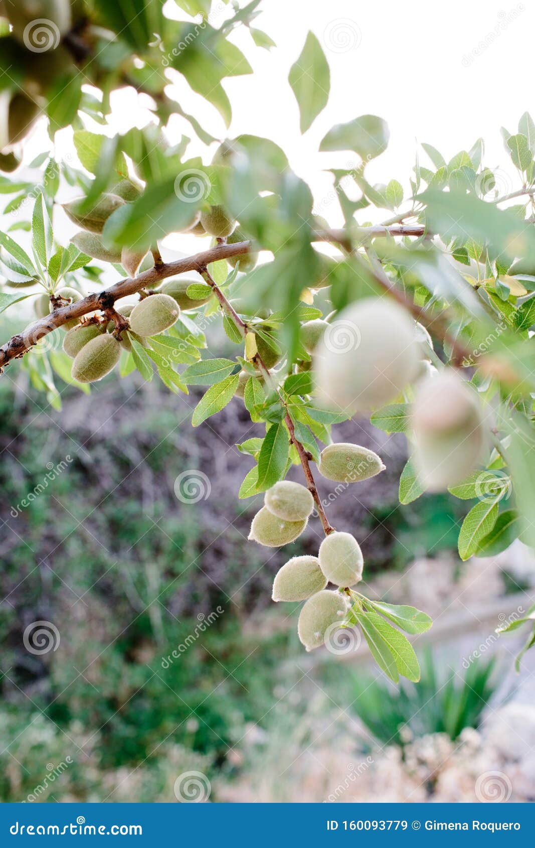 Almond Tree with Almonds in a Branch on a Field Stock Image - Image of ...