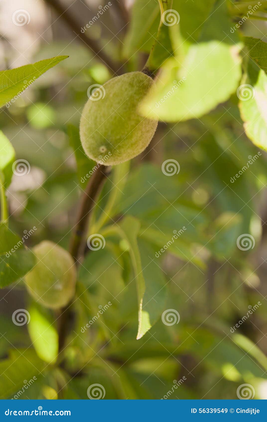 Almond tree stock image. Image of nature, nuts, branches - 56339549