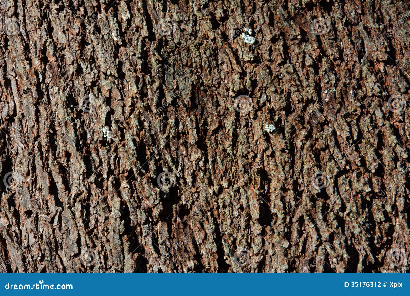 Almond Tree bark texture stock photo. Image of plank - 35176312