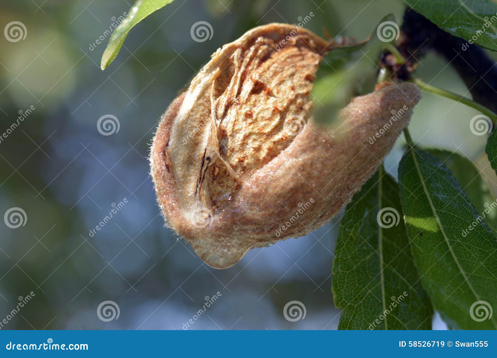 Almond tree. stock image. Image of green, ingredient - 58526719