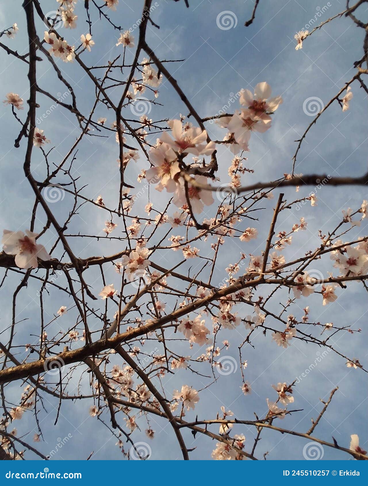 Almond Tree Bloom ,the First Blossom of Spring Stock Image - Image of ...