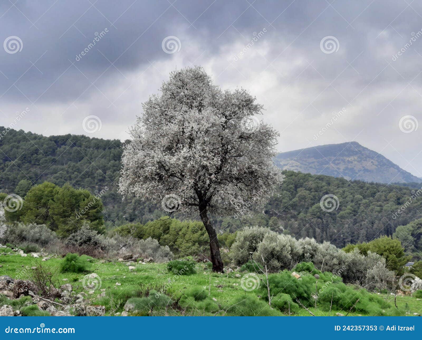 Almond Tree in Bloom, Galilee, Israel Stock Image - Image of shrub ...