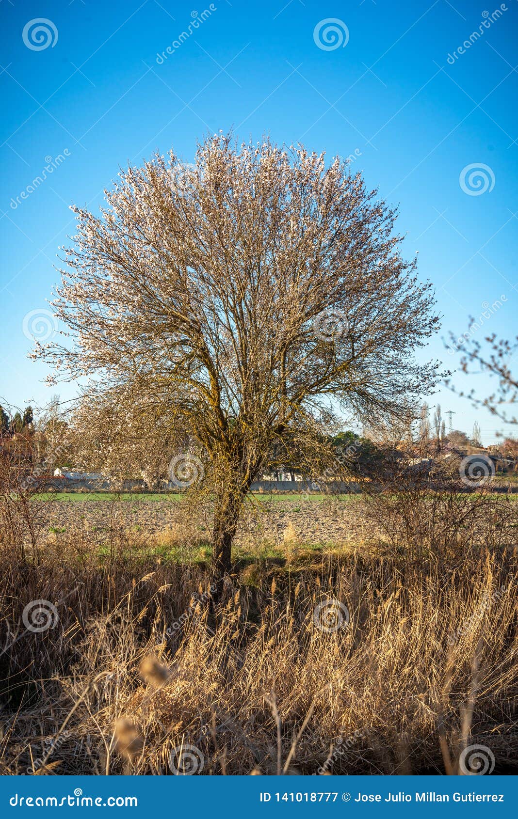 Almond Tree in Bloom in Spring Stock Image - Image of grass, forest ...