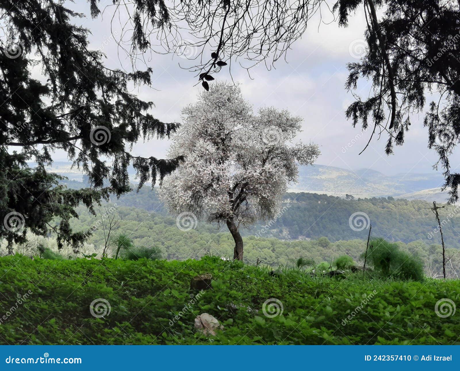 Almond Tree Blooming, Galilee, Israel Stock Photo - Image of galilee ...