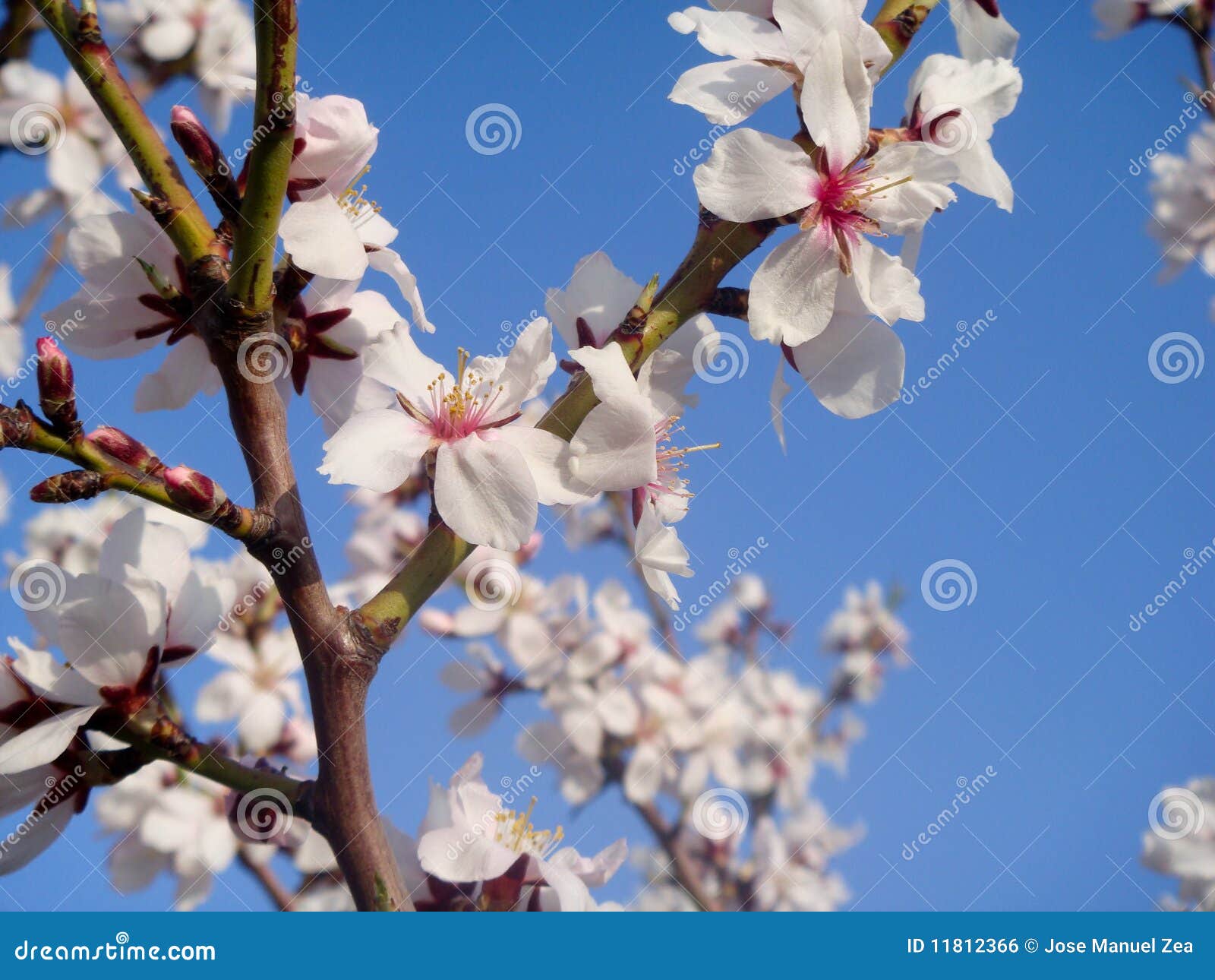 Almond tree blooms stock photo. Image of flowering, pollination - 11812366