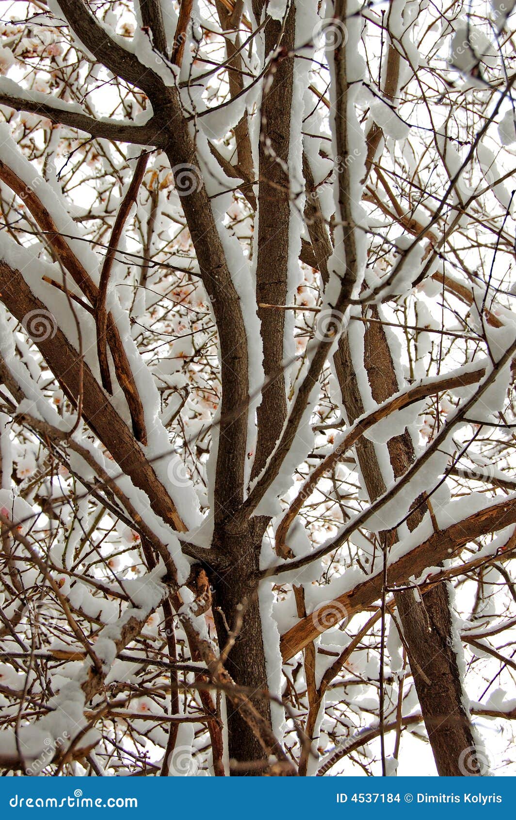 Almond tree blossom stock photo. Image of twig, petals - 4537184