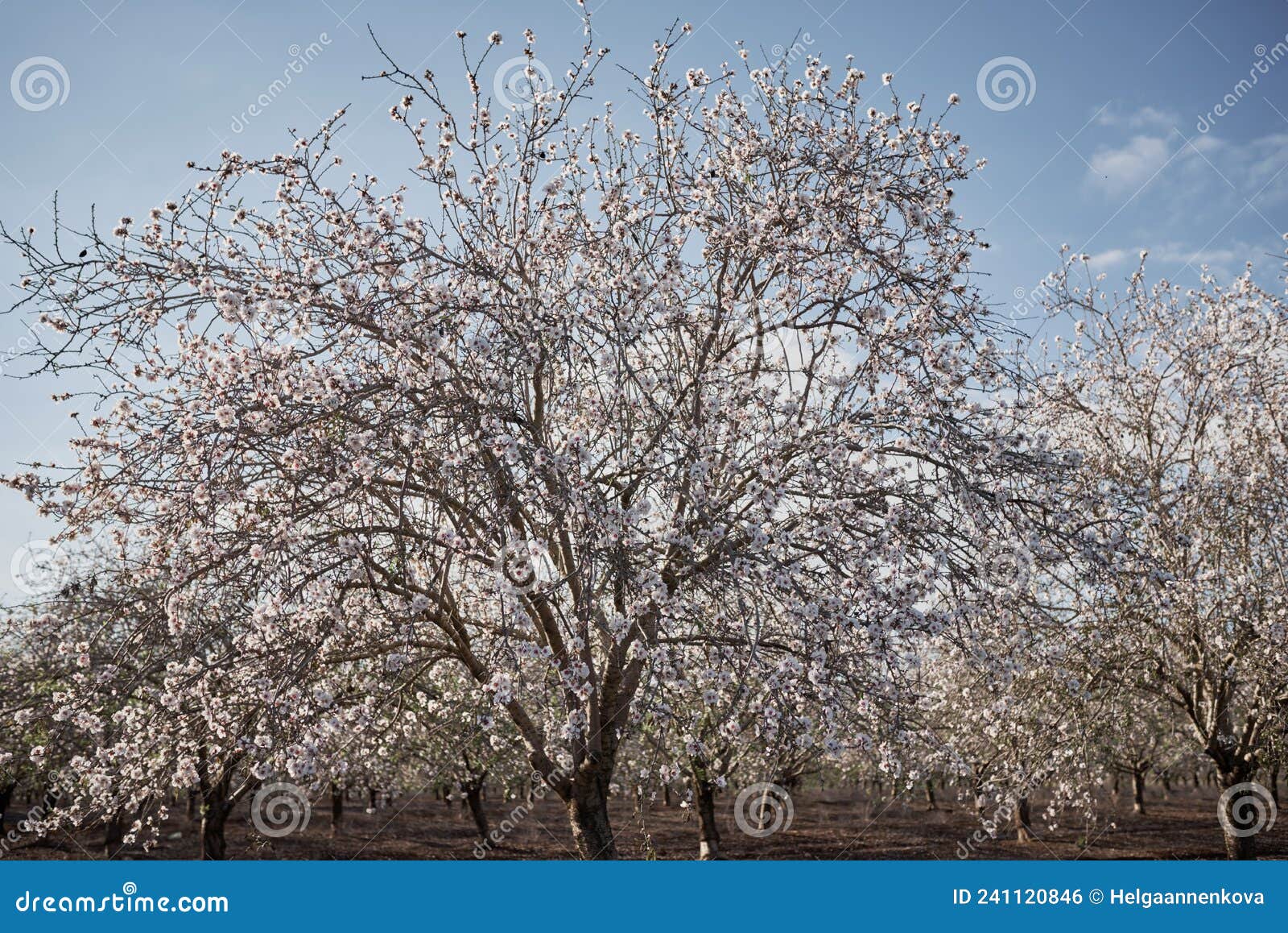 Almond Tree Blossomed in Spring Stock Photo - Image of beauty, fresh ...