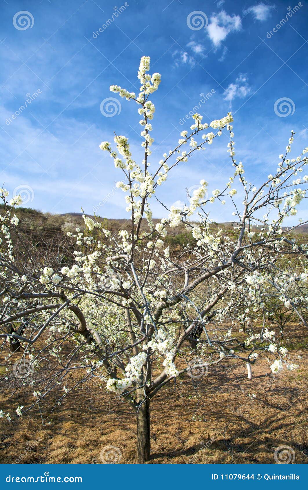 Almond tree branch stock photo. Image of tree, white - 11079644