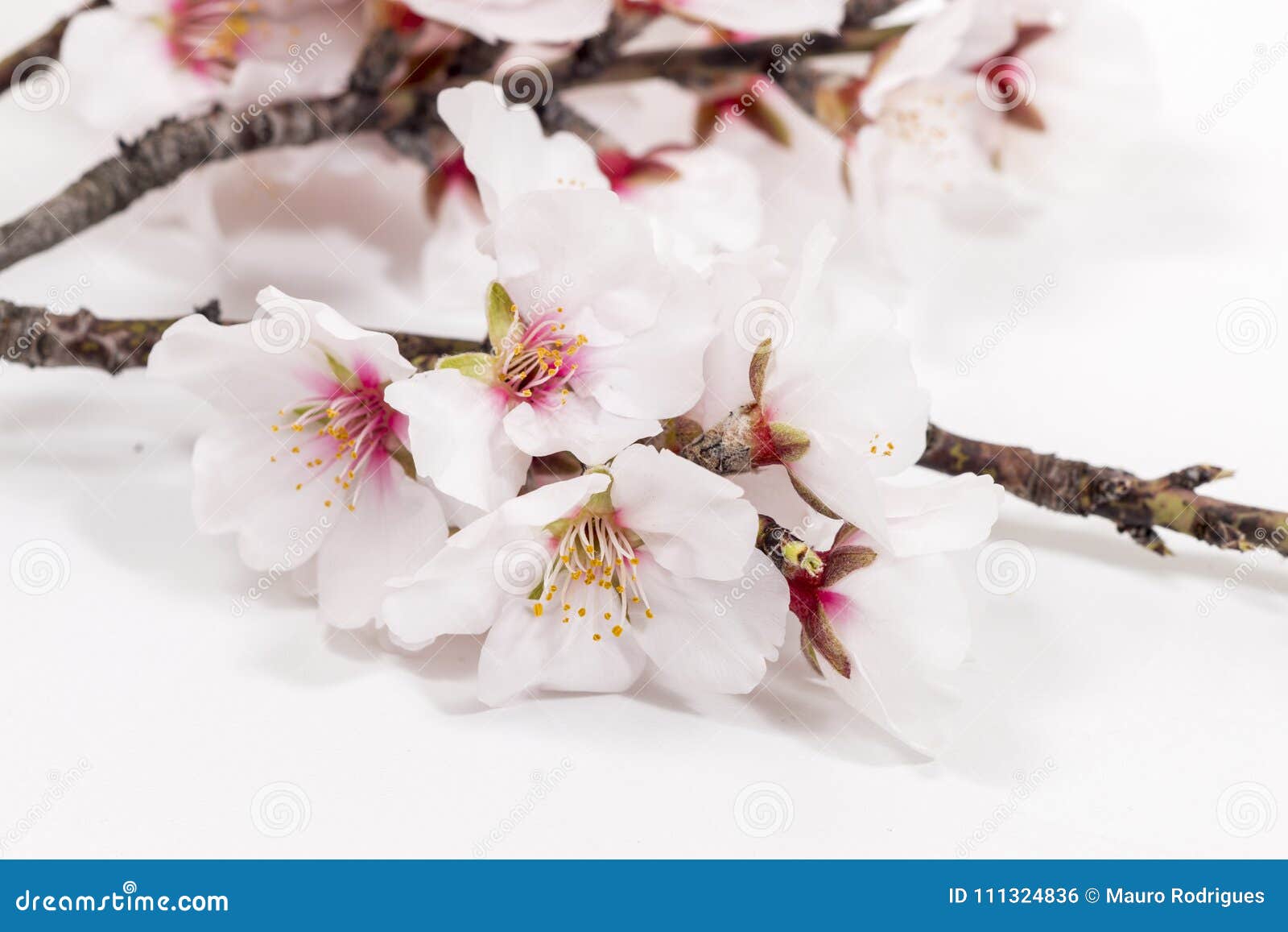 Almond tree branch stock photo. Image of tree, flowering - 111324836