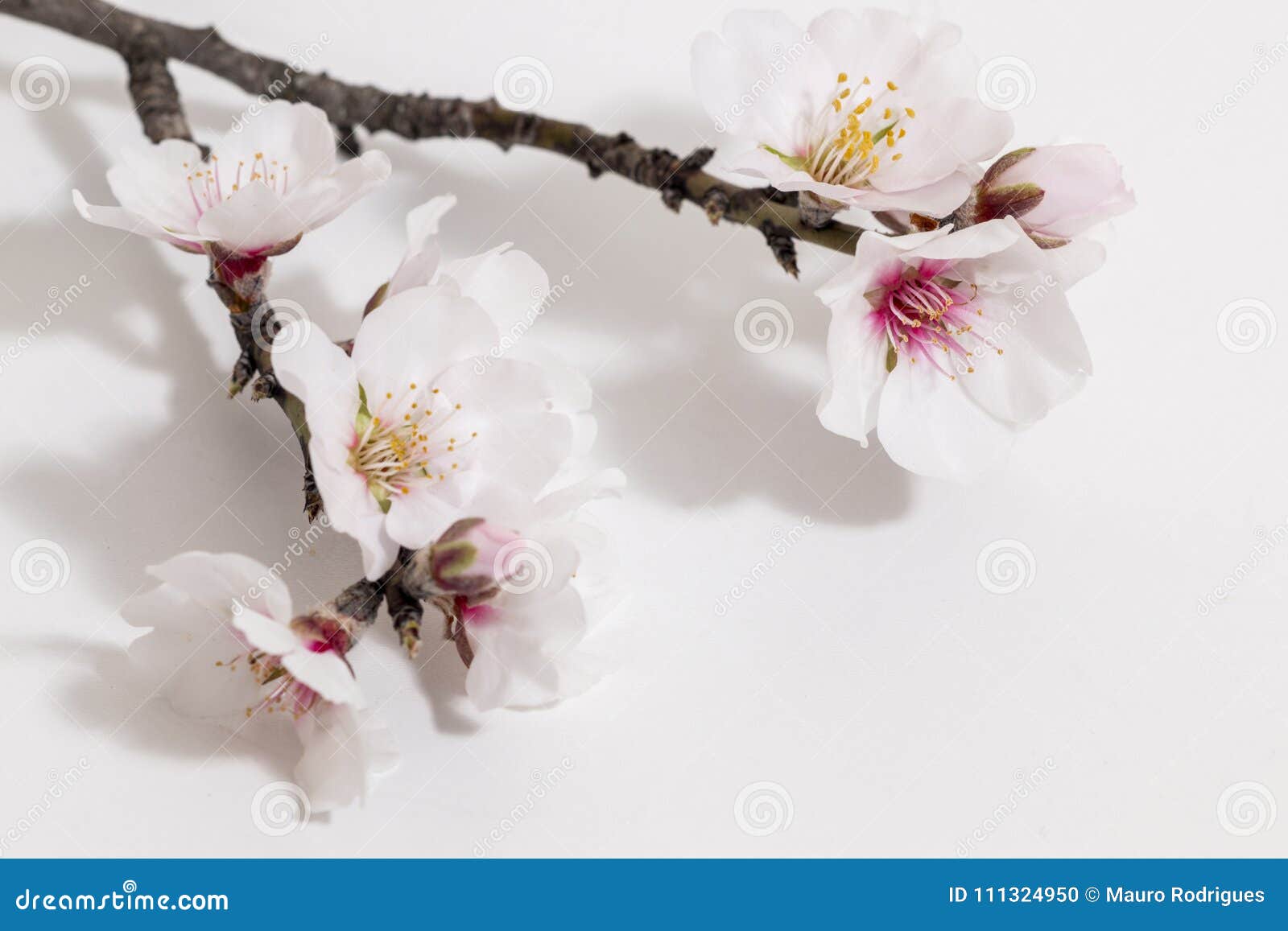 Almond tree branch stock photo. Image of branch, sweet - 111324950