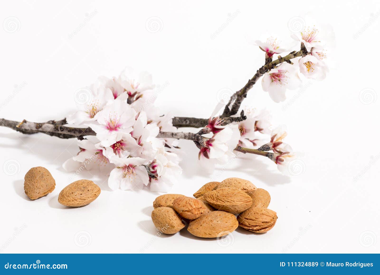 Almond Tree Branch and Almonds Stock Image - Image of almond, february ...