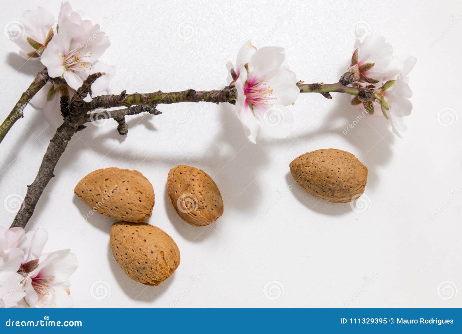 Almond Tree Branch and Almonds Stock Image - Image of february, europe ...