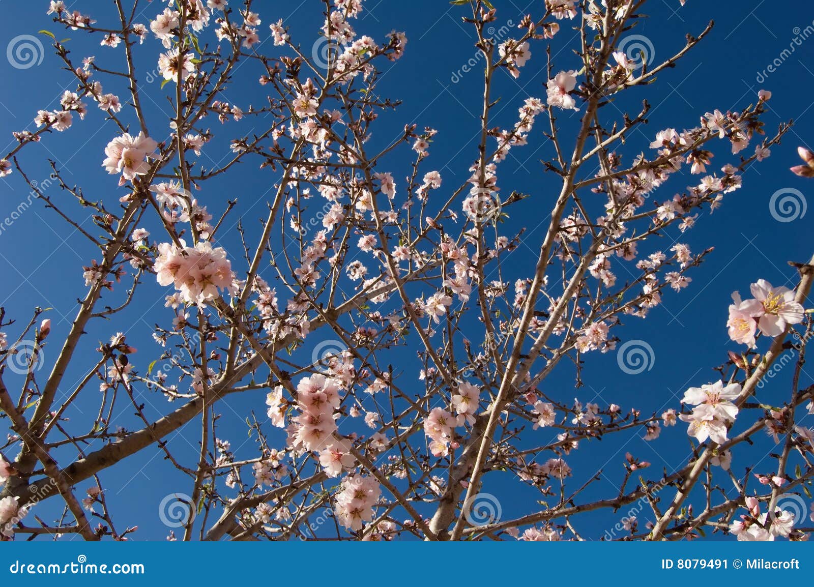 Almond Tree - Branch with Flowers Stock Image - Image of flora, farming ...