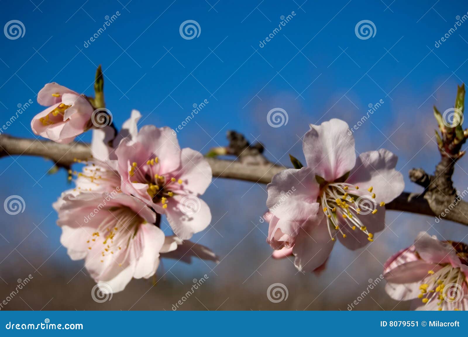 Almond Tree - Branch with Flowers Stock Image - Image of branches ...