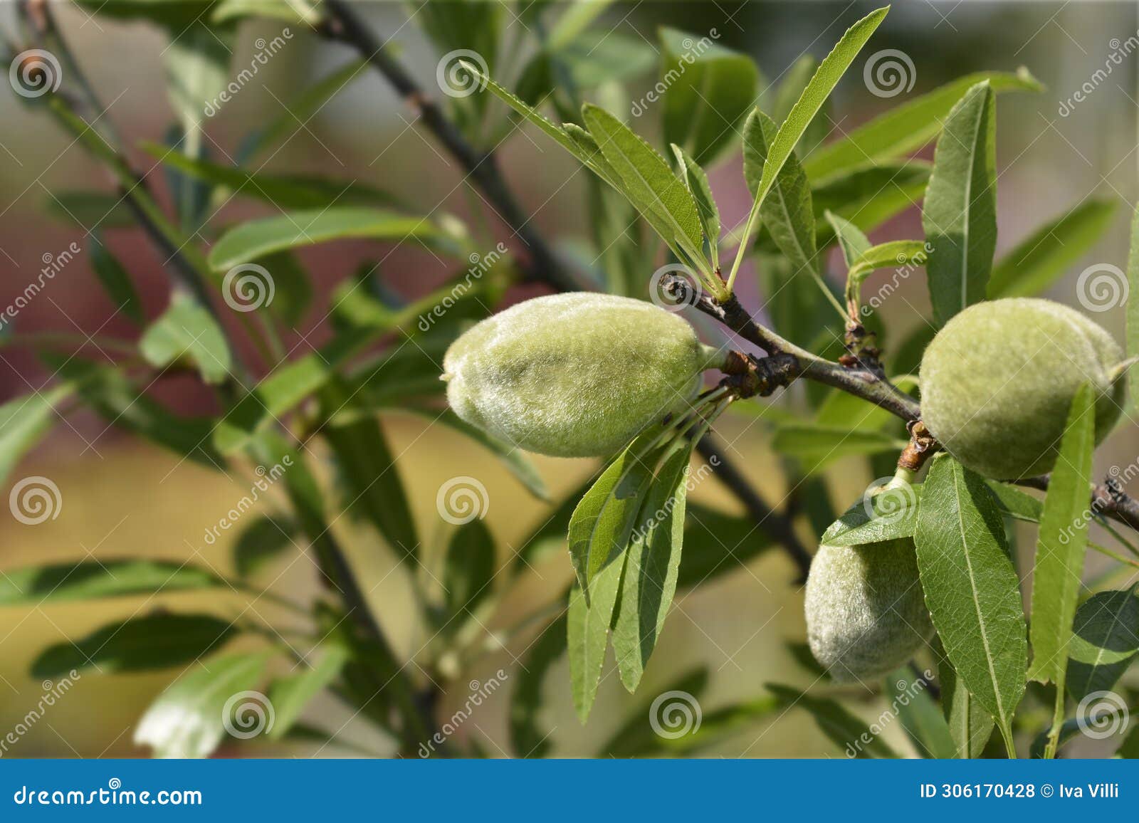 Almond tree stock photo. Image of prunus, green, plant - 306170428