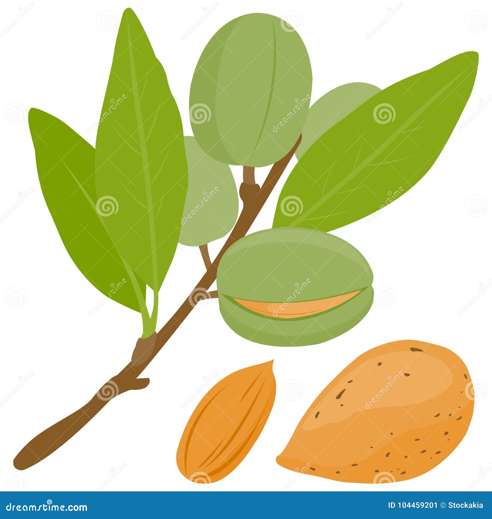 Almond Tree Branch with Fruits and Nuts. Vector Illustration. Stock ...