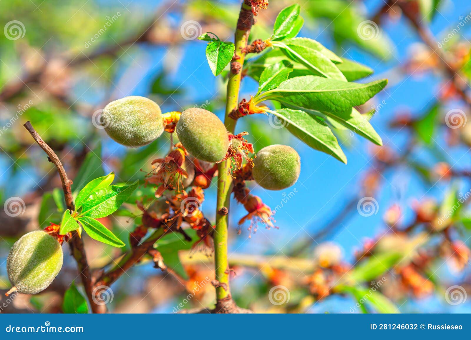 Almond tree branch stock photo. Image of herbal, seed - 281246032