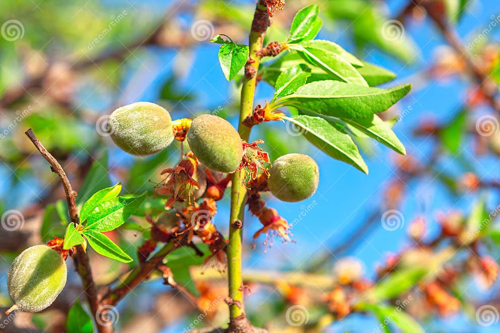 Almond tree branch stock photo. Image of herbal, seed - 281246032