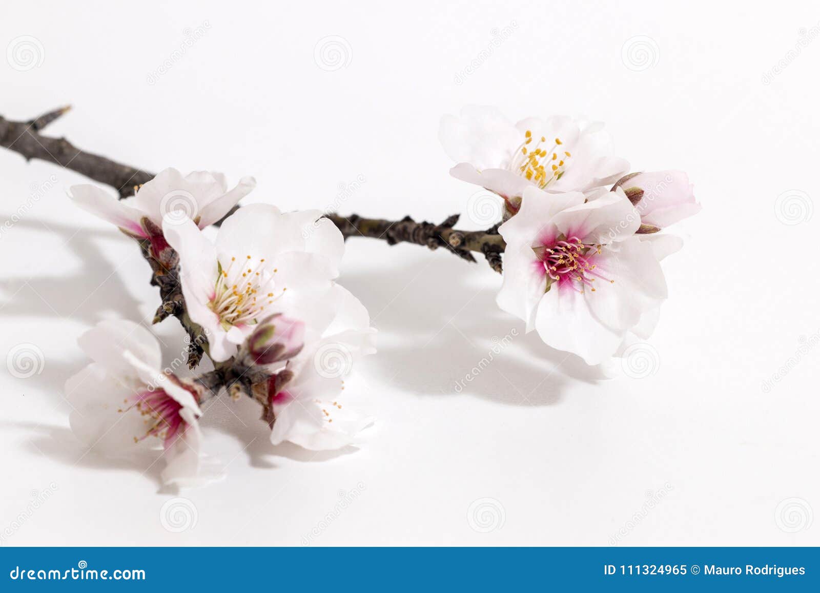 Almond tree branch stock image. Image of blossom, beauty - 111324965