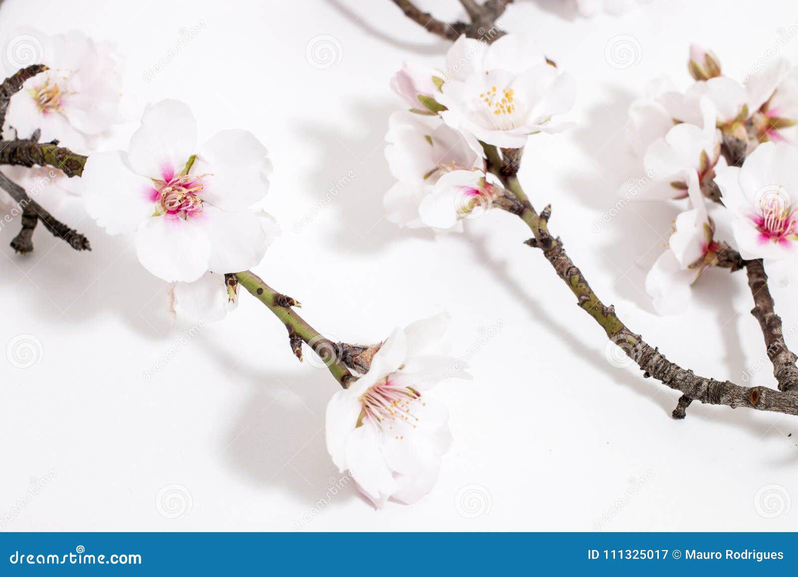 Almond tree branch stock image. Image of seasonal, almond - 111325017