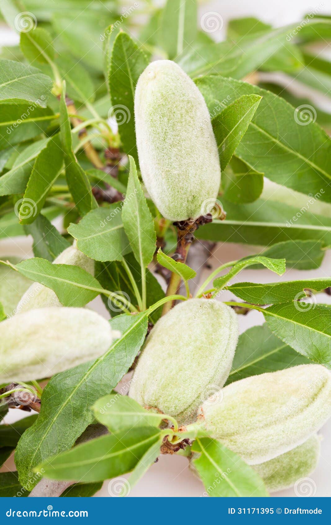 Almond tree branch stock image. Image of branches, almond - 31171395