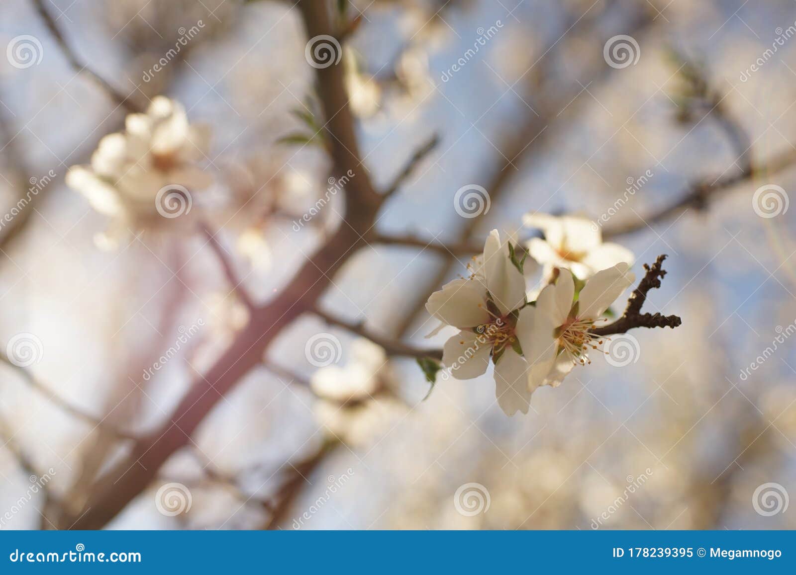 Almond Tree Branch with White Beautiful Flowers Stock Image - Image of ...