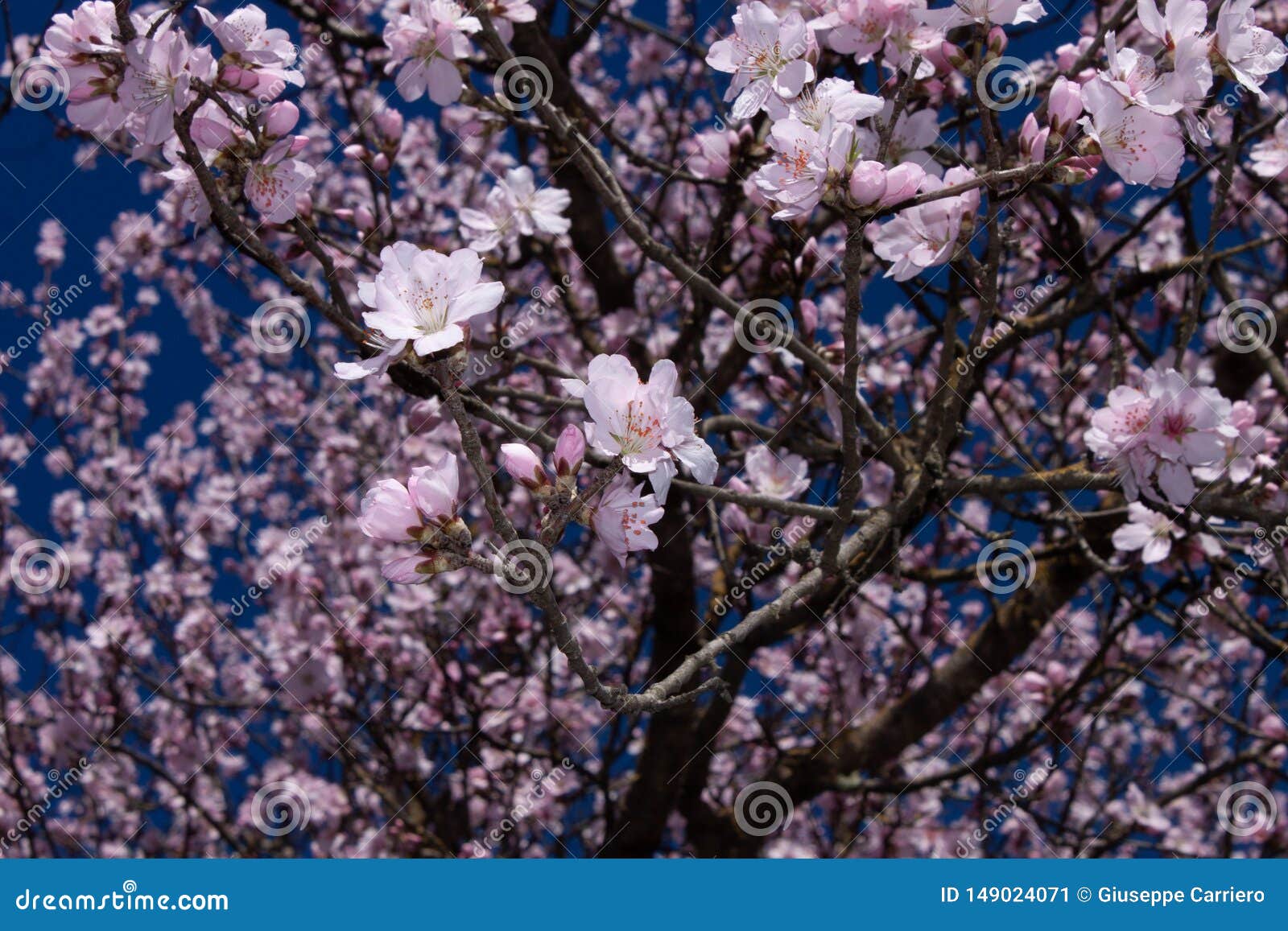 Almond Tree Branches in Bloom. in Spring the Colors Explode, the Trees ...