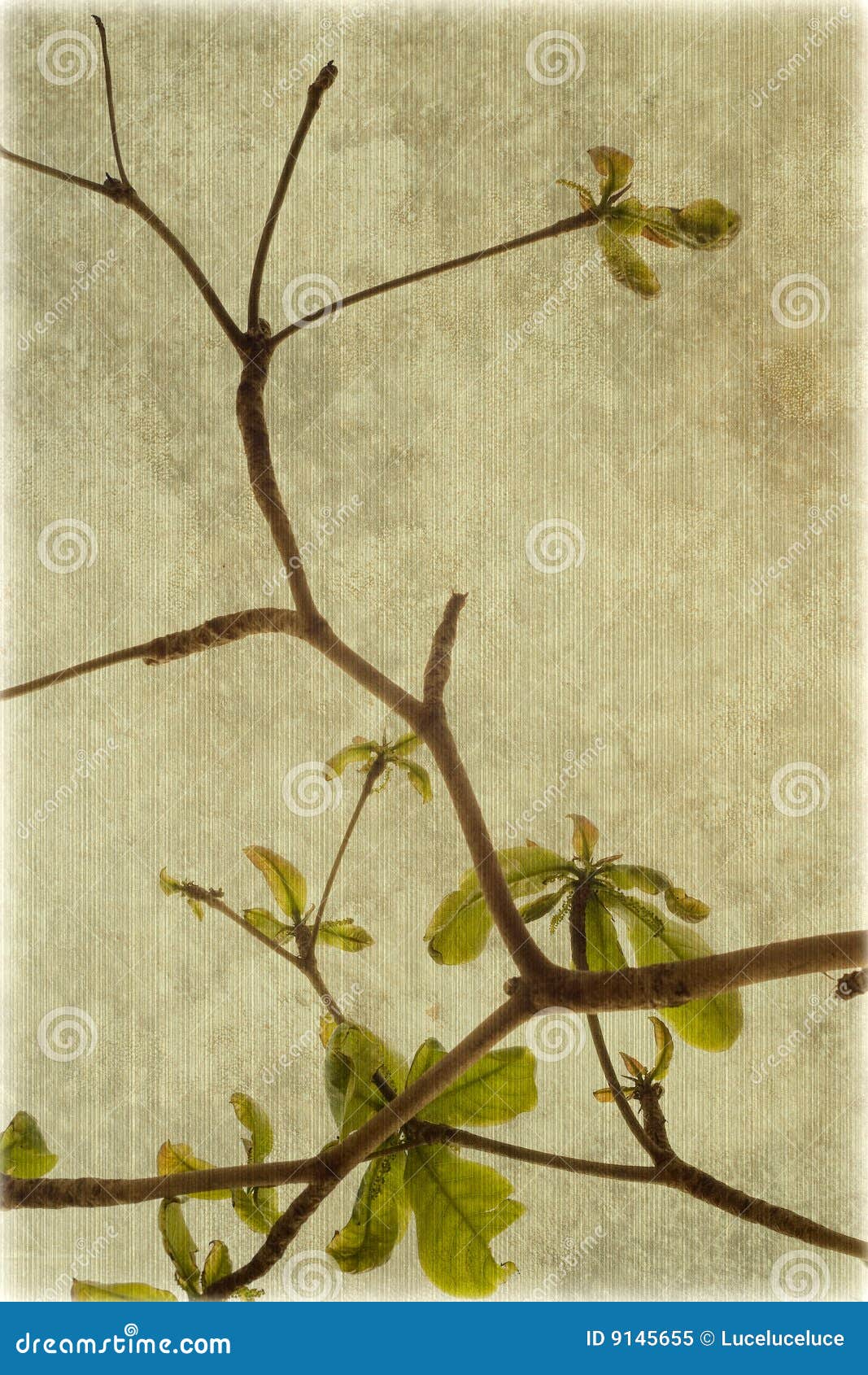 Almond Tree Branches on Ribbed Parchment Stock Image - Image of branch ...
