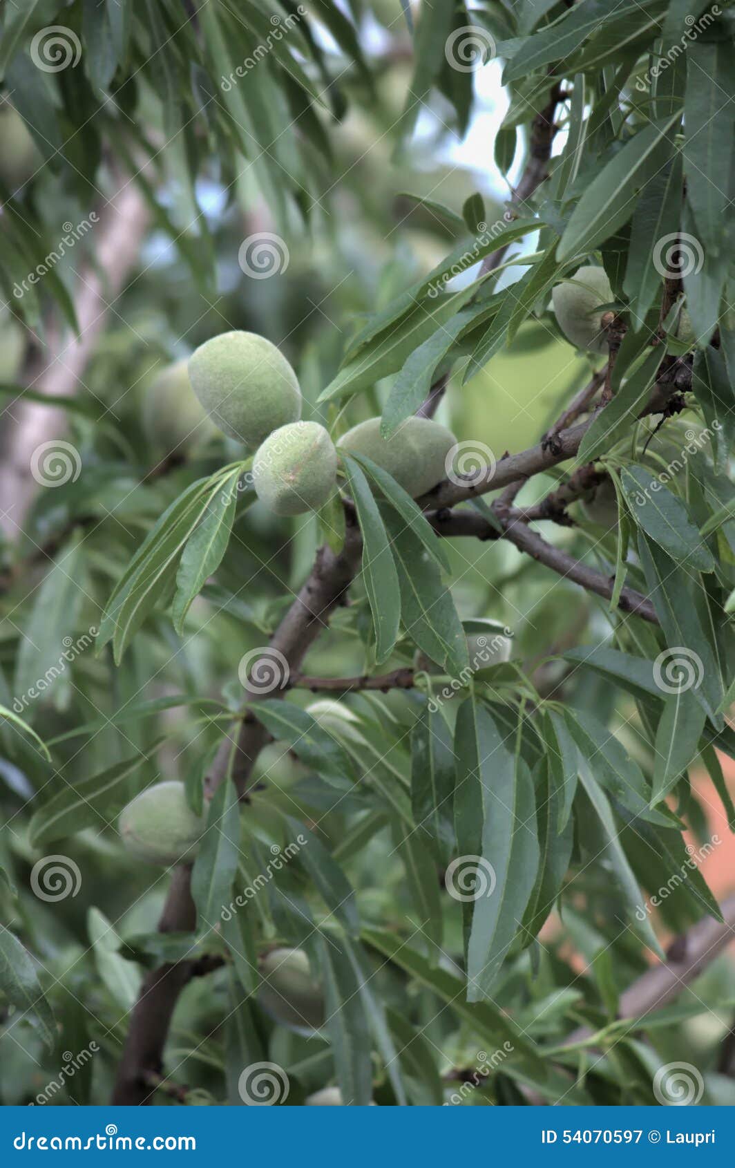 Almond tree branches stock image. Image of natural, edible - 54070597