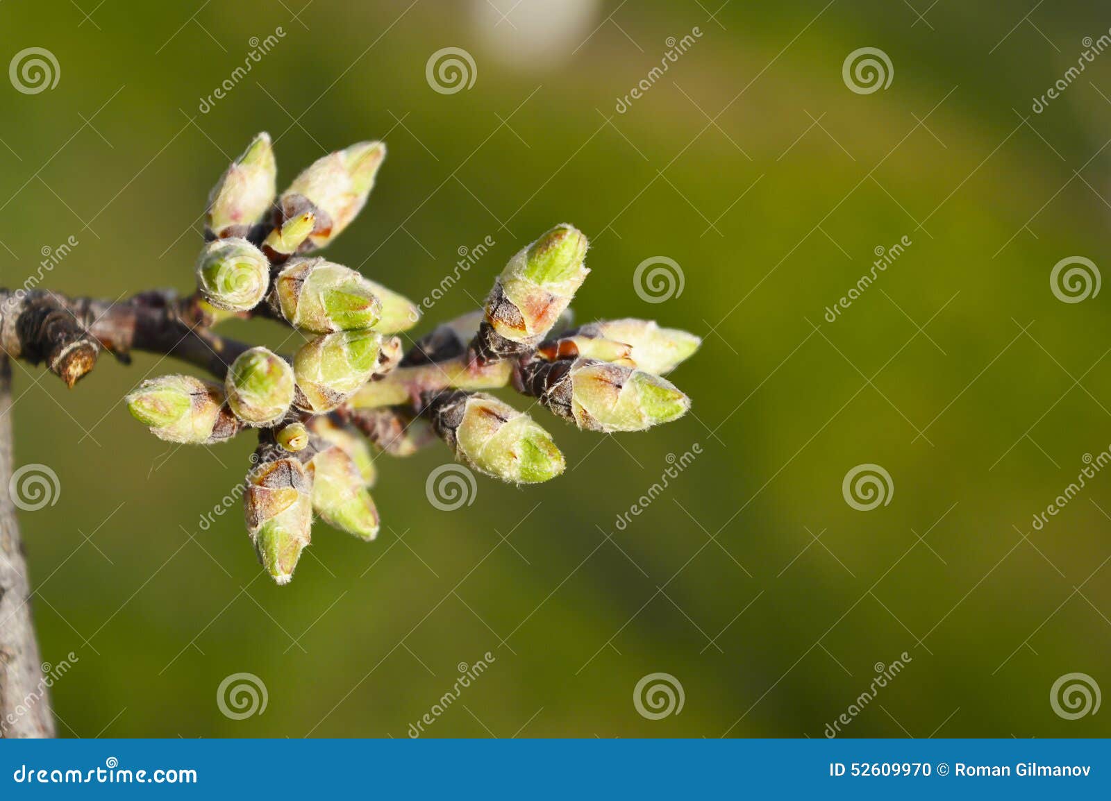 Almond Tree Stock Photo | CartoonDealer.com #75781968
