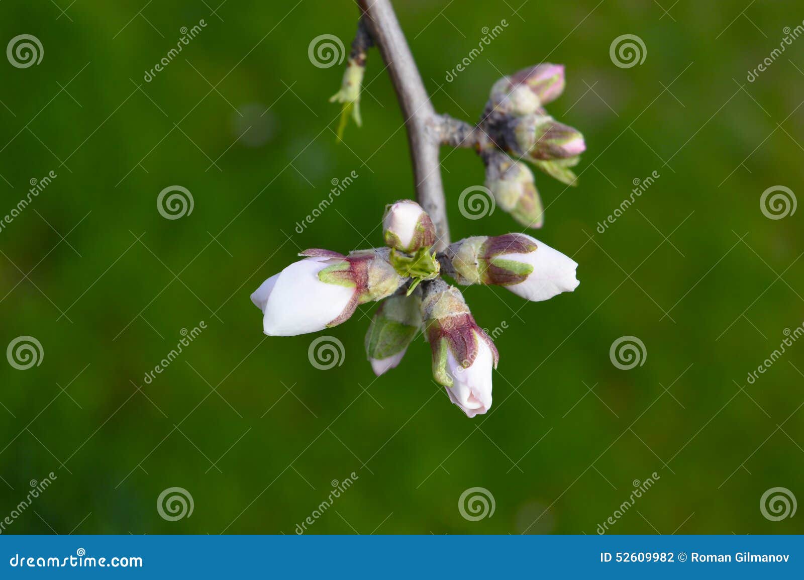 Almond tree buds stock photo. Image of bush, spring, fruit - 52609982