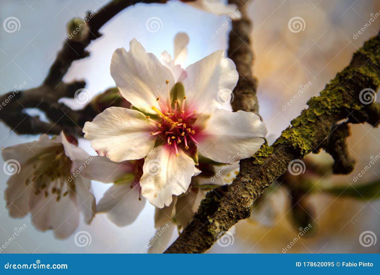Almond tree flower stock image. Image of tree, wildflower - 178620095