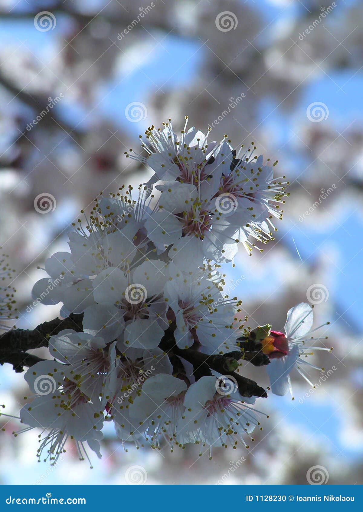 Almond tree flowers stock photo. Image of almond, blossom - 1128230
