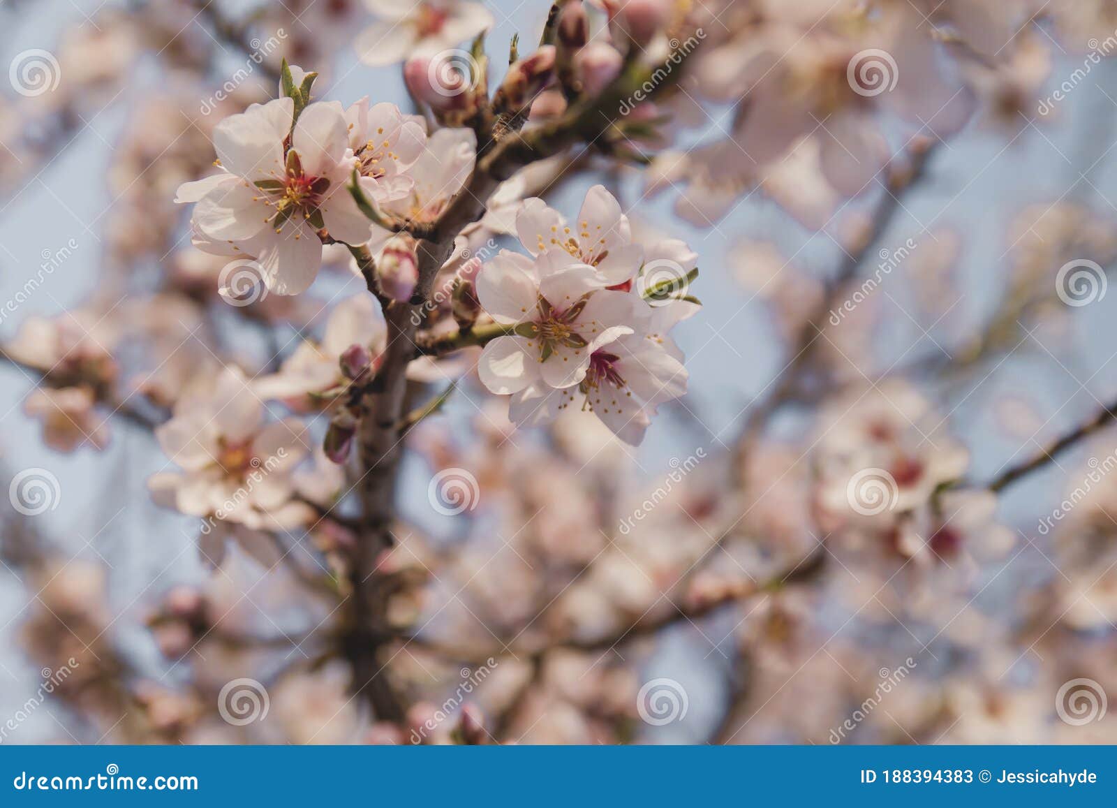 Almond Tree Flowers Blooming in Spring Stock Image - Image of ethereal ...