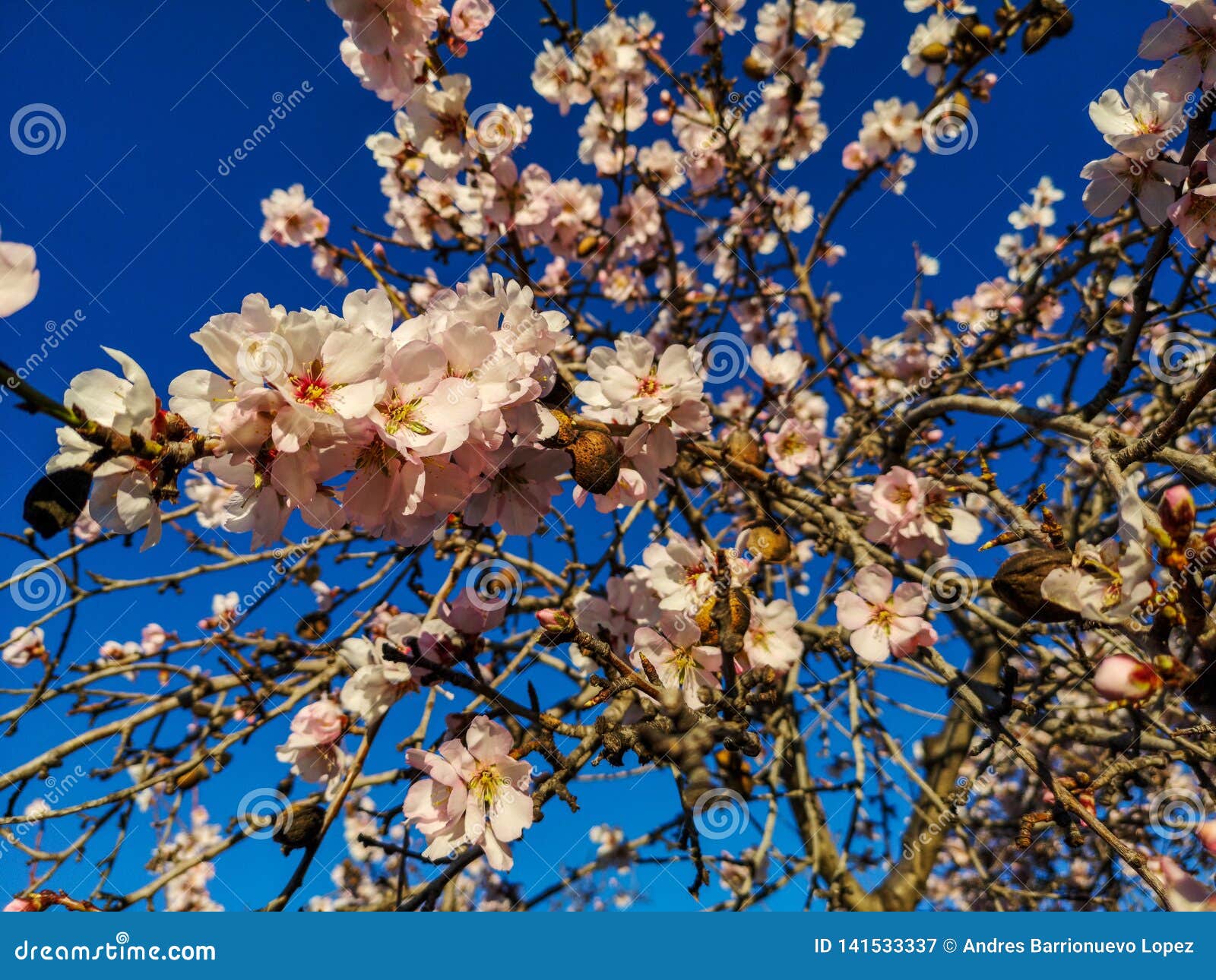 Almond tree in full bloom stock image. Image of outdoor - 141533337