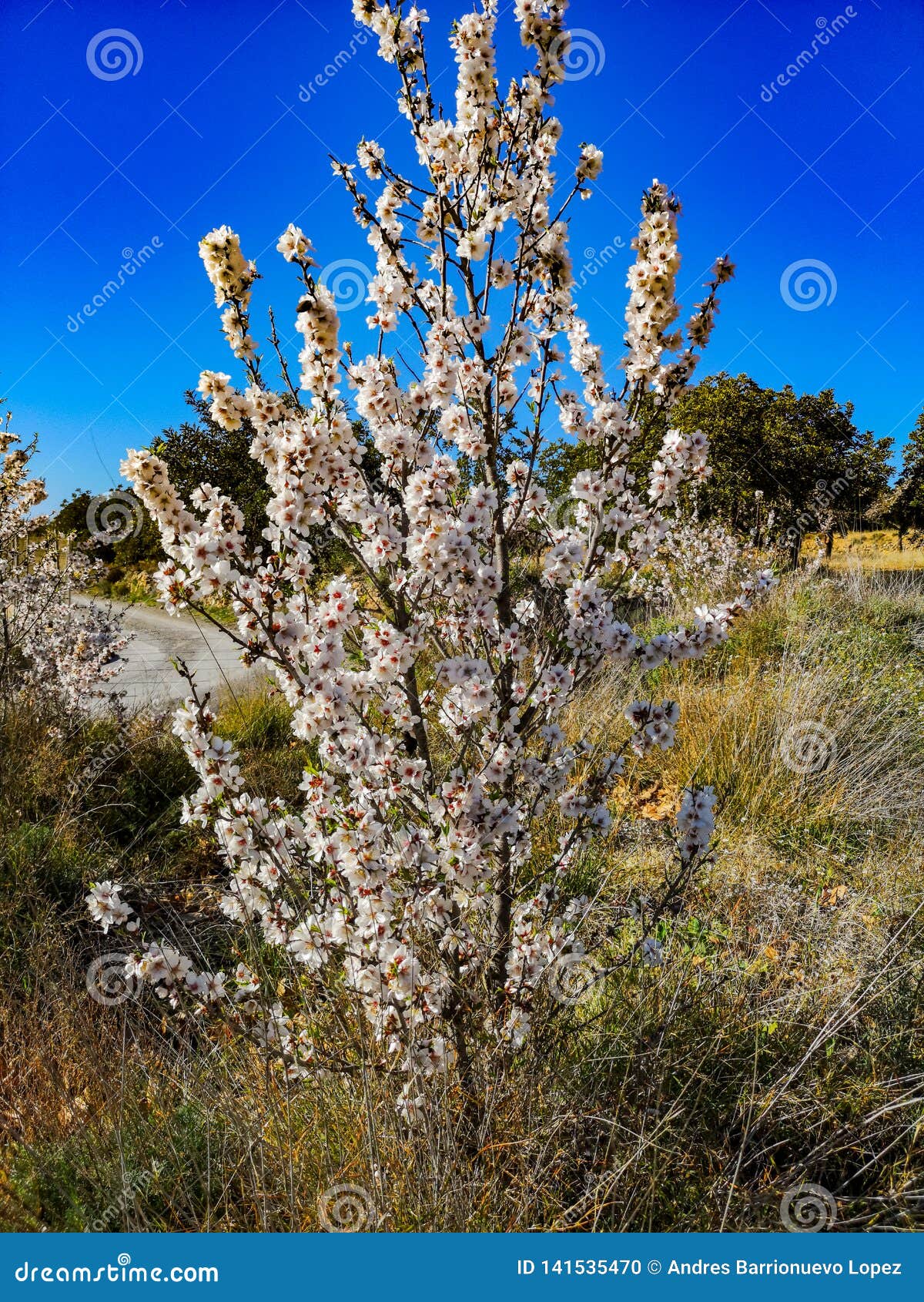 Almond tree in full bloom stock photo. Image of sunny - 141535470