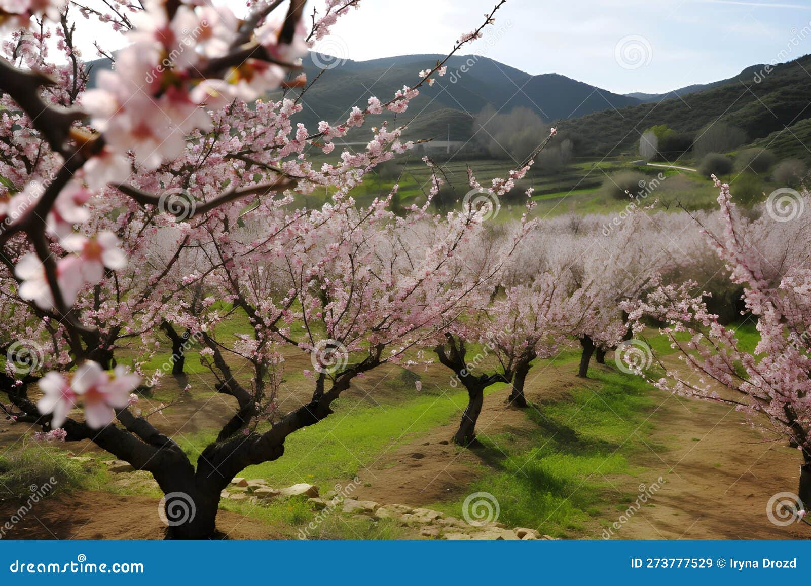 Almond Tree in Full Bloom.Closeup of a Branch of an Almond Tree ...